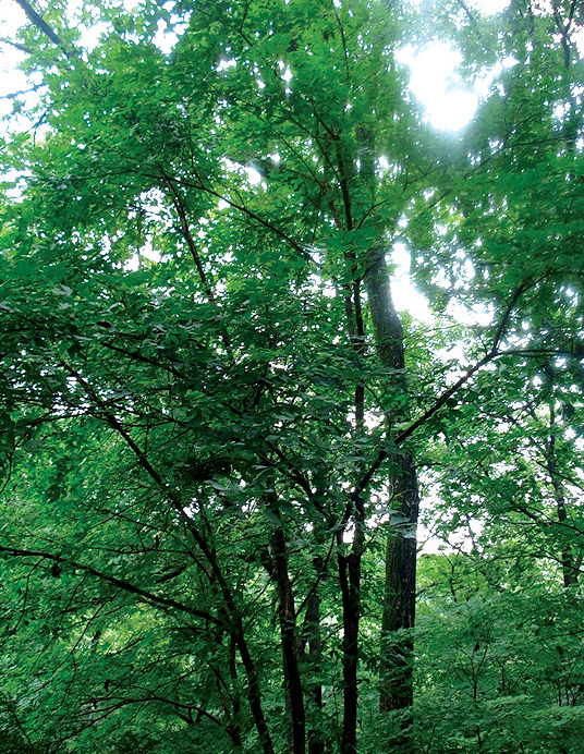 Manchurian Walnut Tree - Beneath the Bough